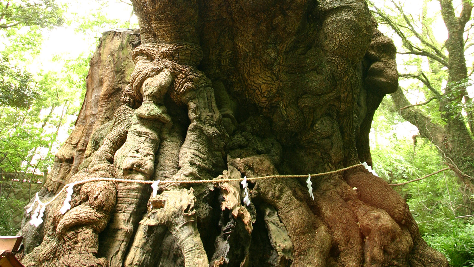 A Journey to the 2,100-Year-Old Sacred Tree of Kinomiya Shrine, Atami ...